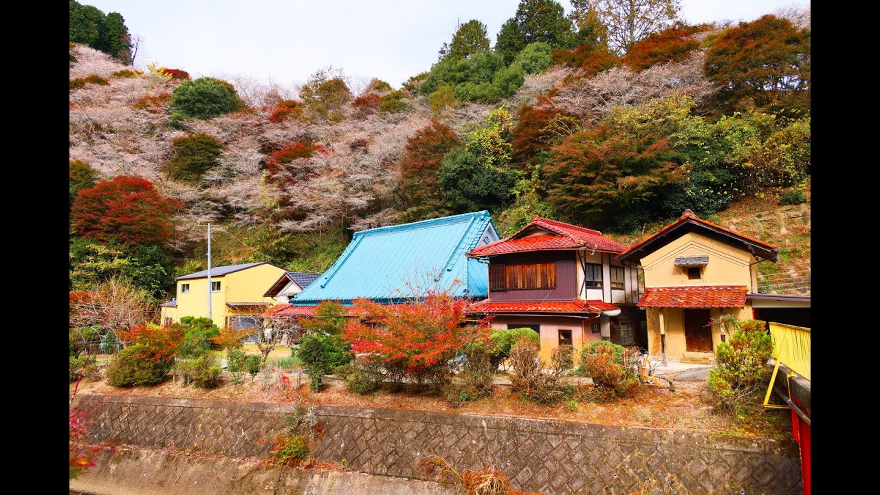 JG8K 愛知 四季桜の里 小原 紅葉と冬桜が調和する里 Aichi,Obara in Autumn,Red Leaves and ...