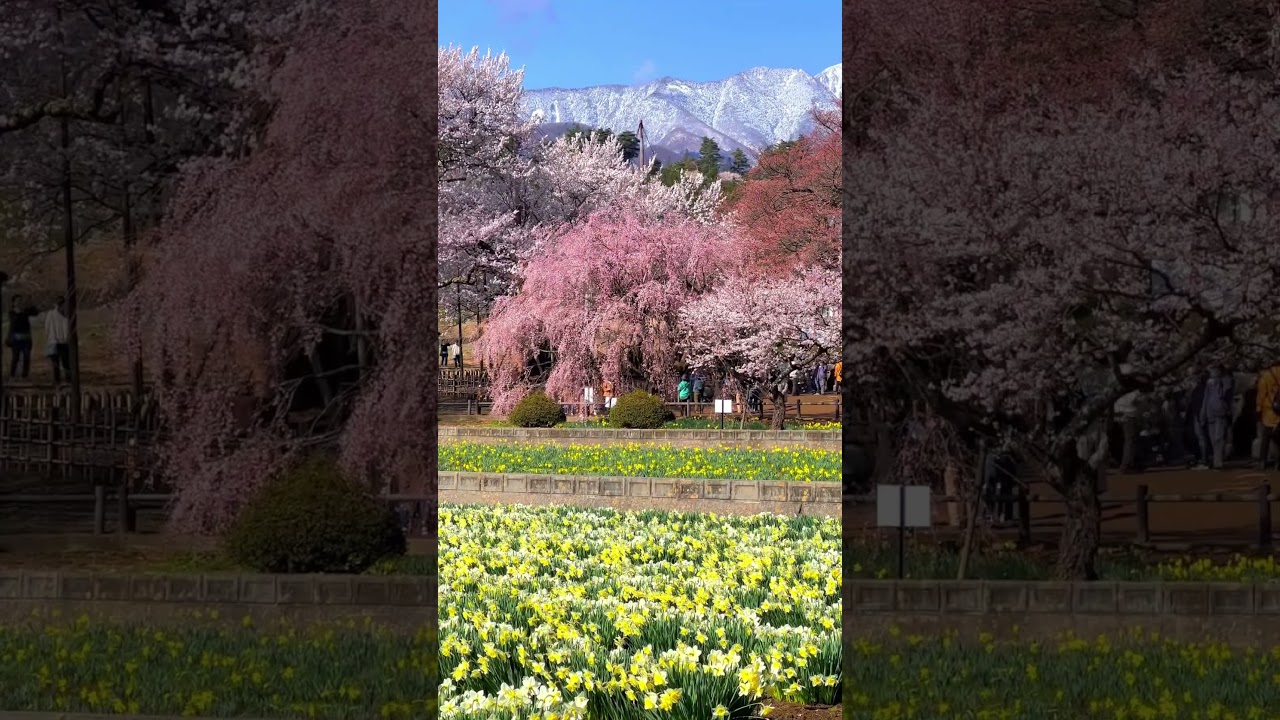 山梨県の実相寺、4年ぶりに行きました 📲2025/4/4 Cherry blossoms and narcissus field 🌸🌼 in ...